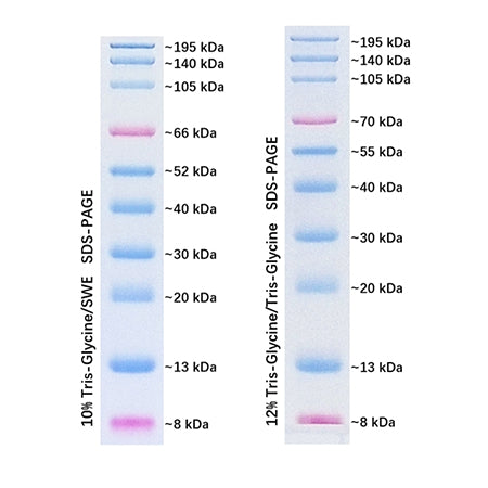 G2087: Prestained Protein Marker Ⅶ (8-195 kDa), 250 uL – Gene Lab LLC