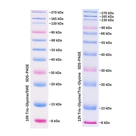 G2089: Prestained Protein Marker Ⅷ (8-270 kDa), 250UL – Gene Lab LLC