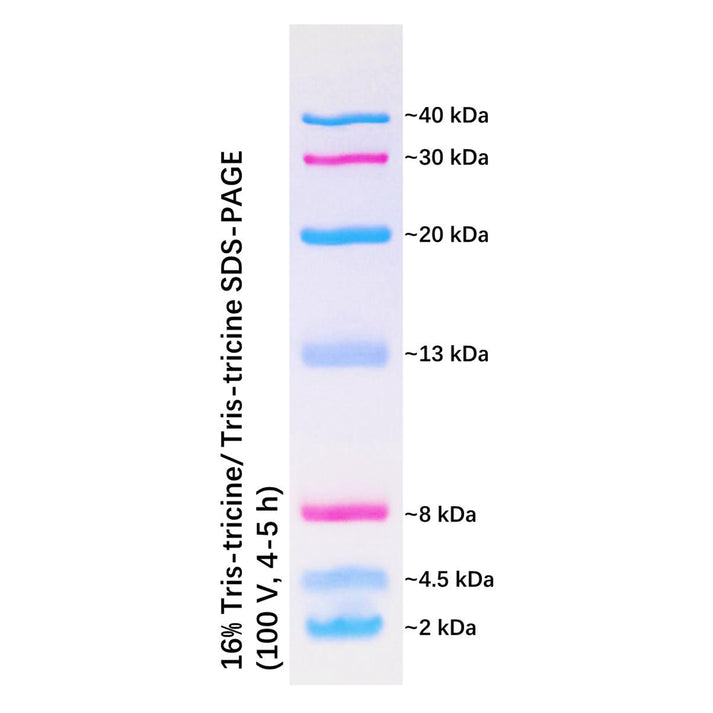 G2090: Prestained Protein Marker Ⅸ (2-40 kDa), 250UL – Gene Lab LLC